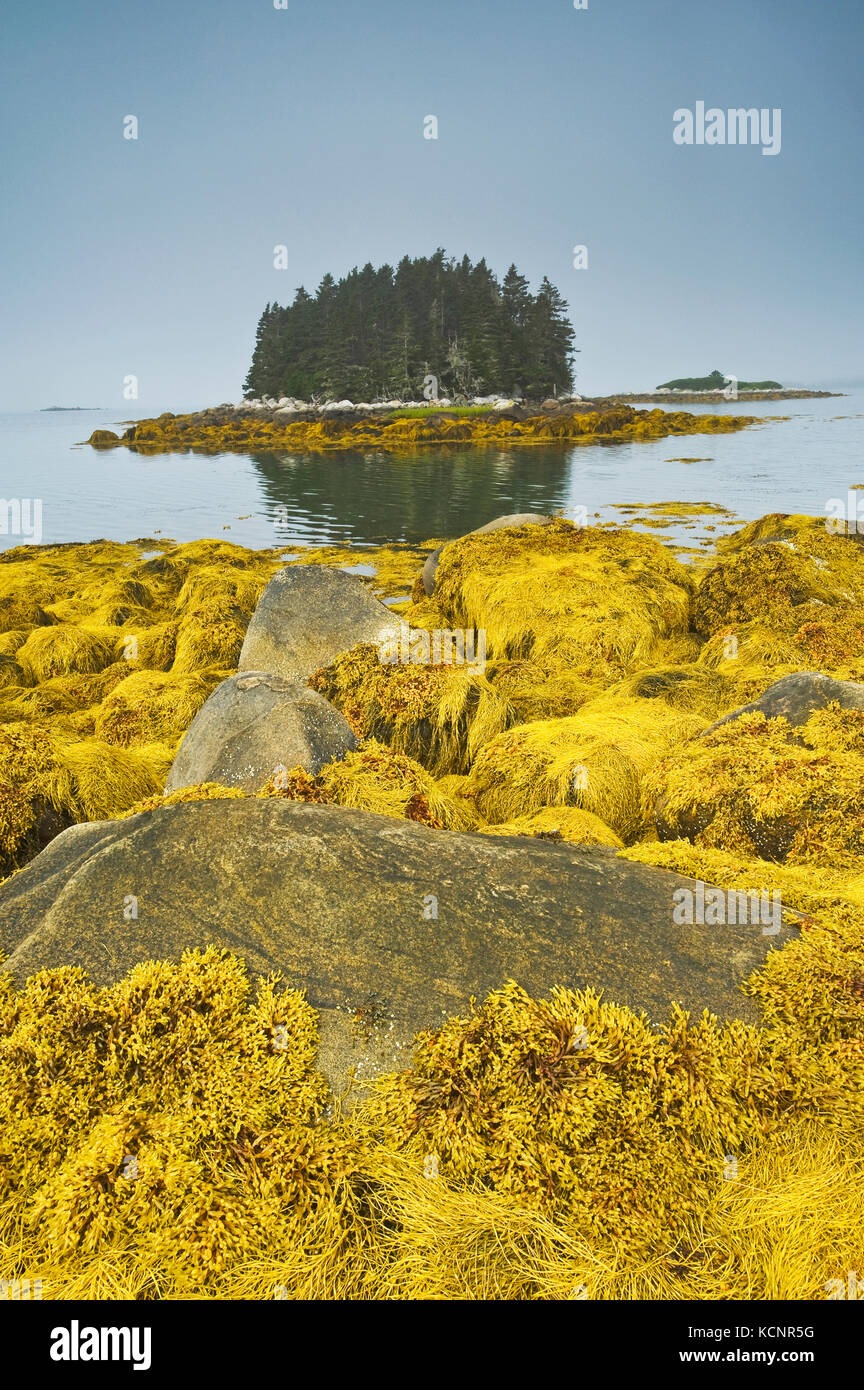 rockweed along the coast at low tide, Bear Point, Bay of Fundy, Nova ...