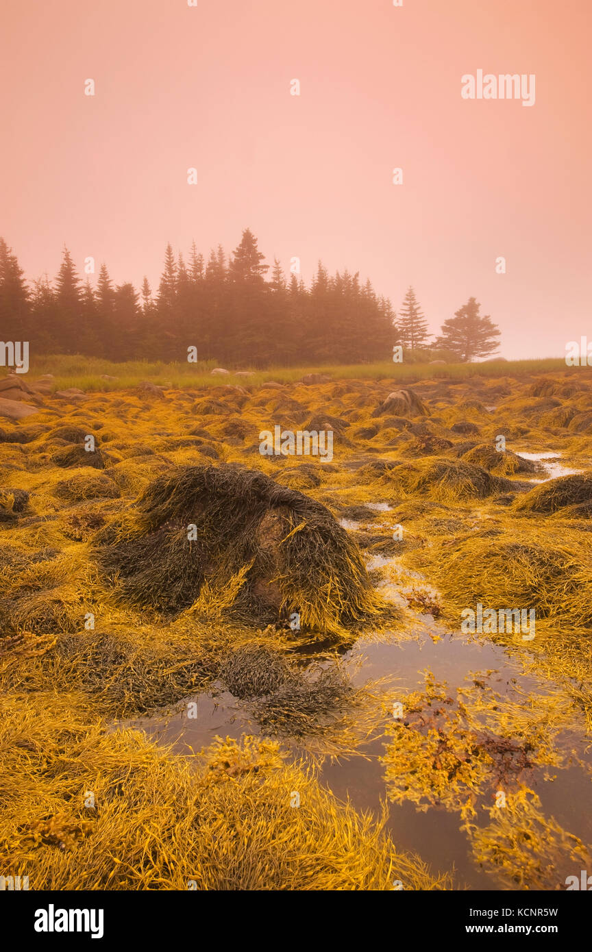 rockweed along the coast at low tide, Bear Point, Bay of Fundy, Nova ...