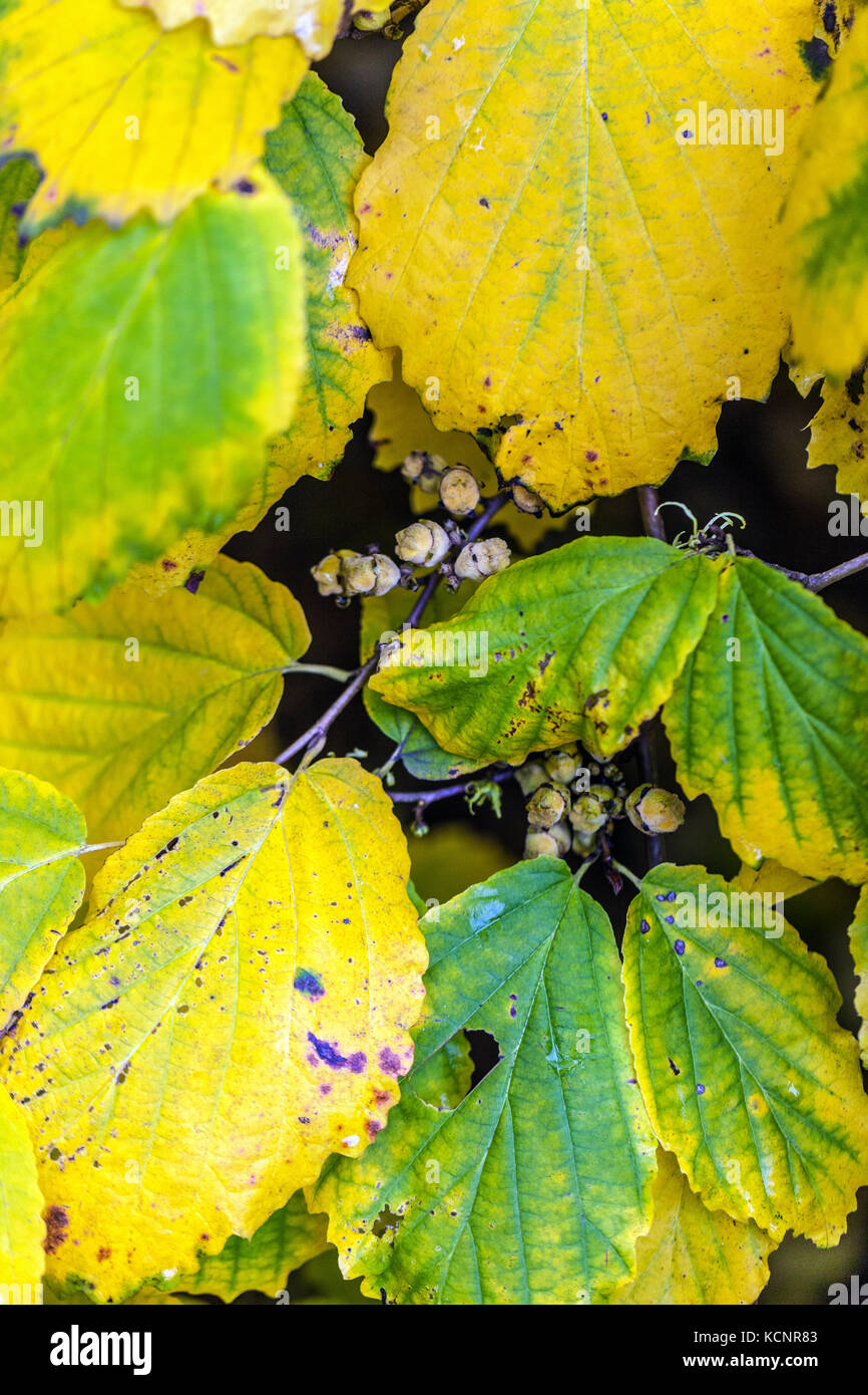 Witch hazel autumn foliage hamamelis hi-res stock photography and ...
