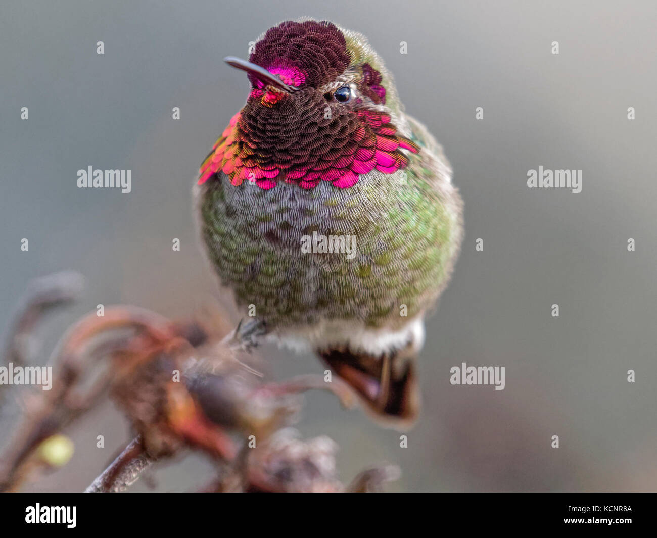 Annas hummingbird, Calypte anna, taken during winter in Victoria BC ...