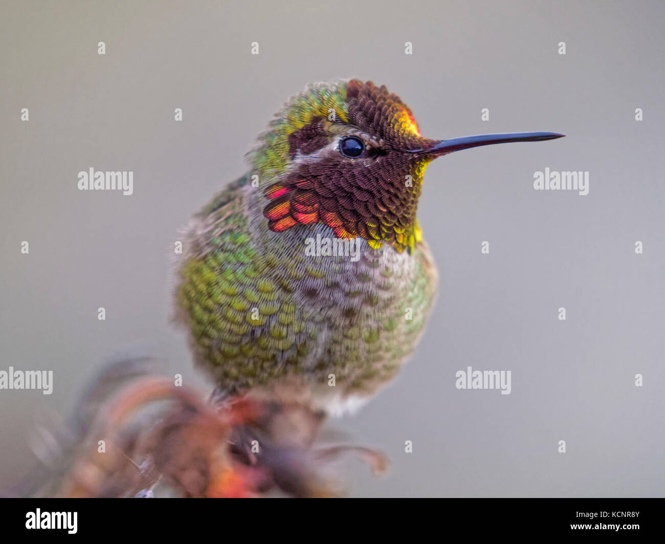 Annas hummingbird, Calypte anna, taken during winter in Victoria BC ...