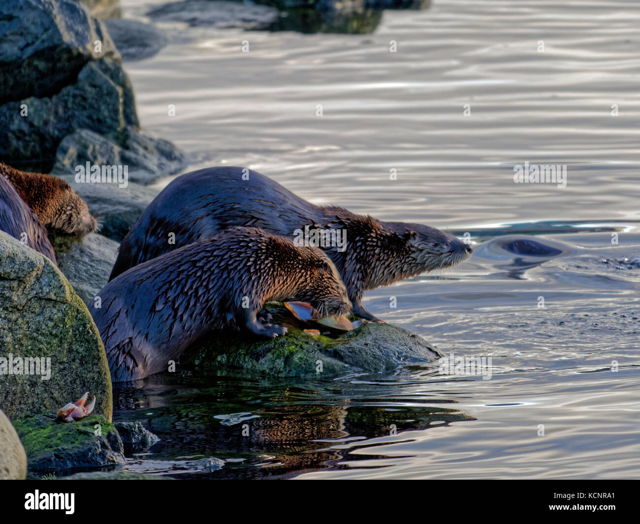 North American river otter (Lontra canadensis), also known as the ...