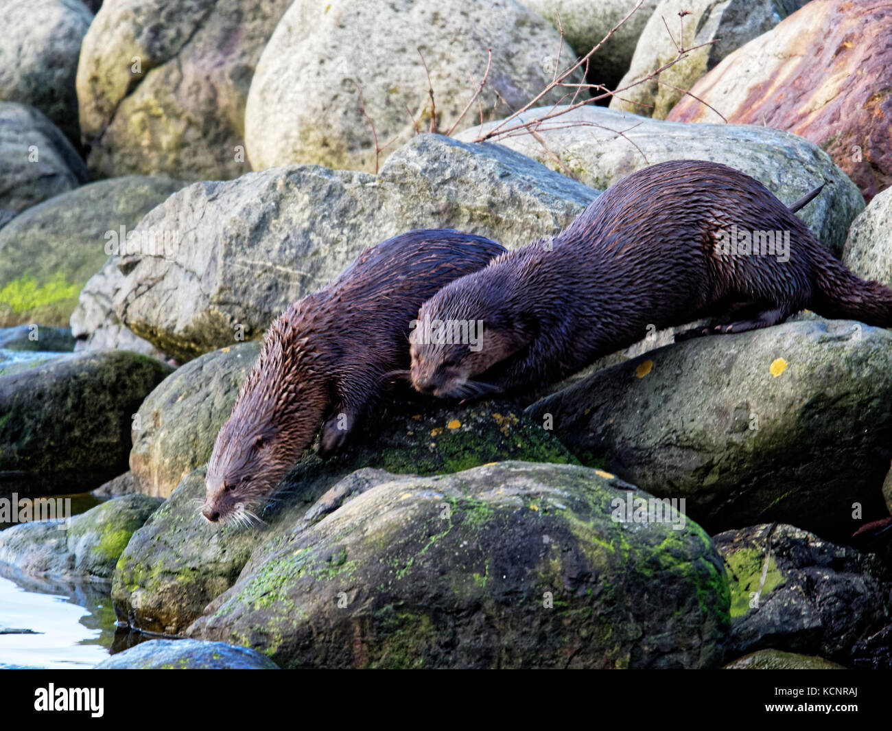 North American river otter (Lontra canadensis), also known as the ...