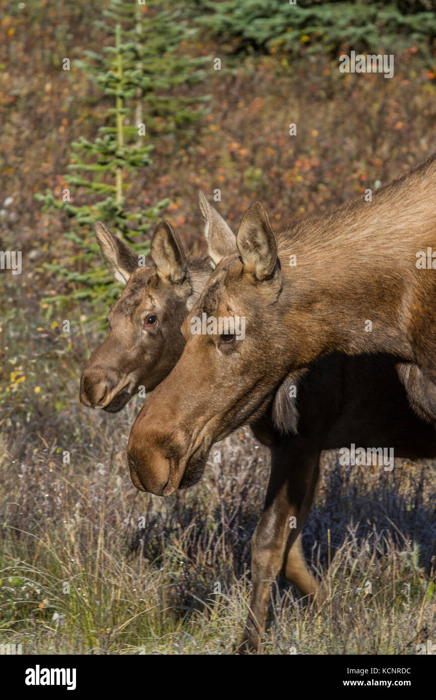 Beautiful female long legs hi-res stock photography and images - Alamy