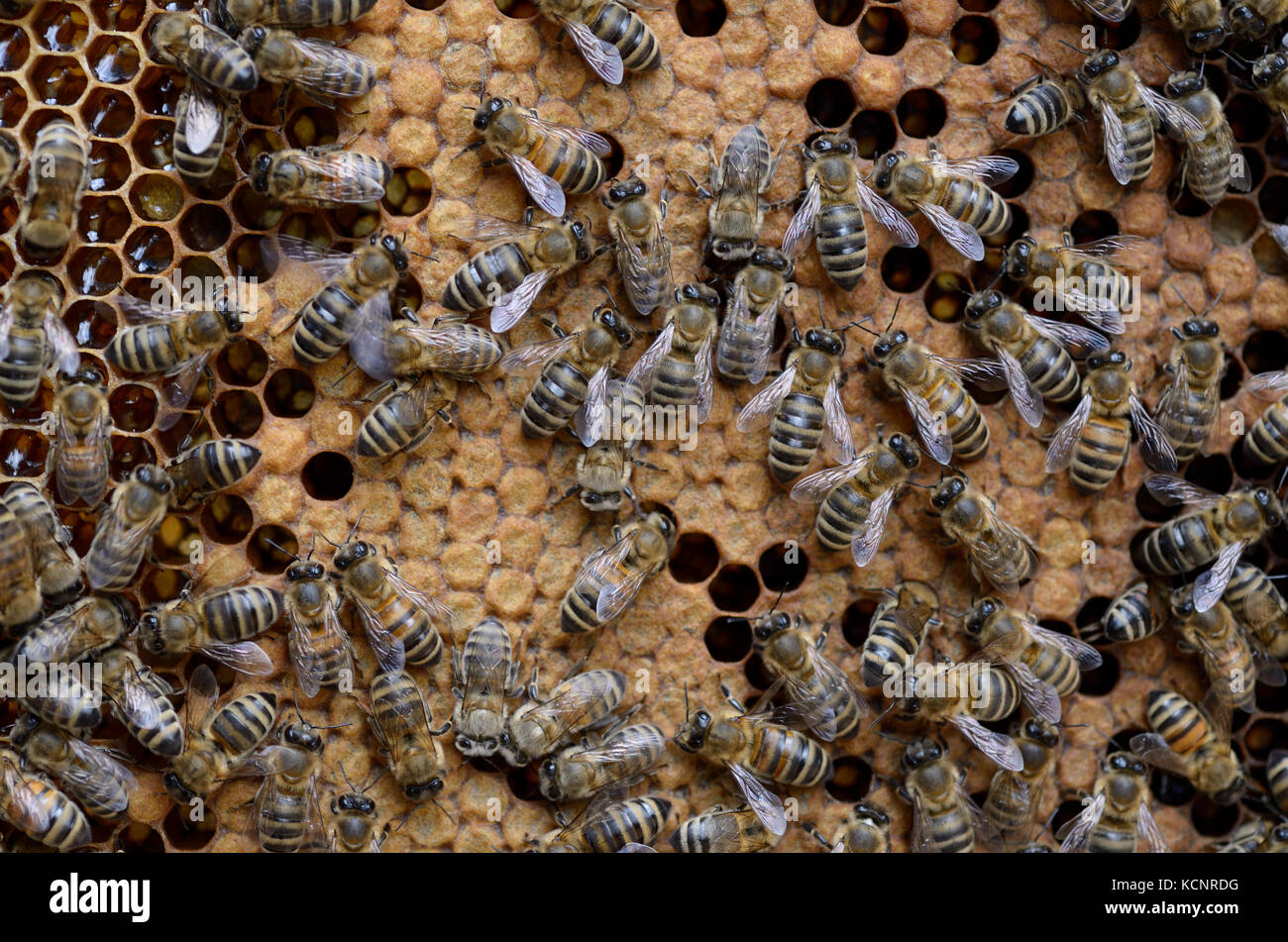 Bee frame hi-res stock photography and images - Alamy