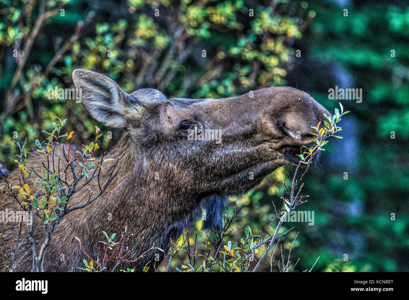 Female moose hi-res stock photography and images - Alamy