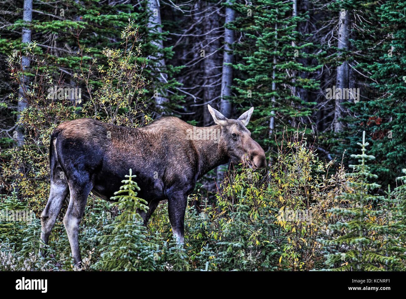 Female moose hi-res stock photography and images - Alamy