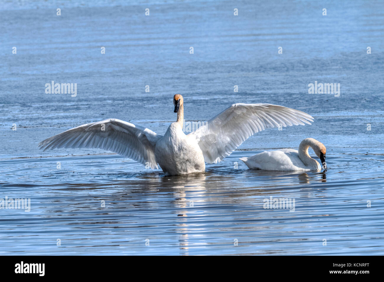 Trumpeter Swan (Cygnus buccinator) Beautiful white Trumpeter Swan, in a ...