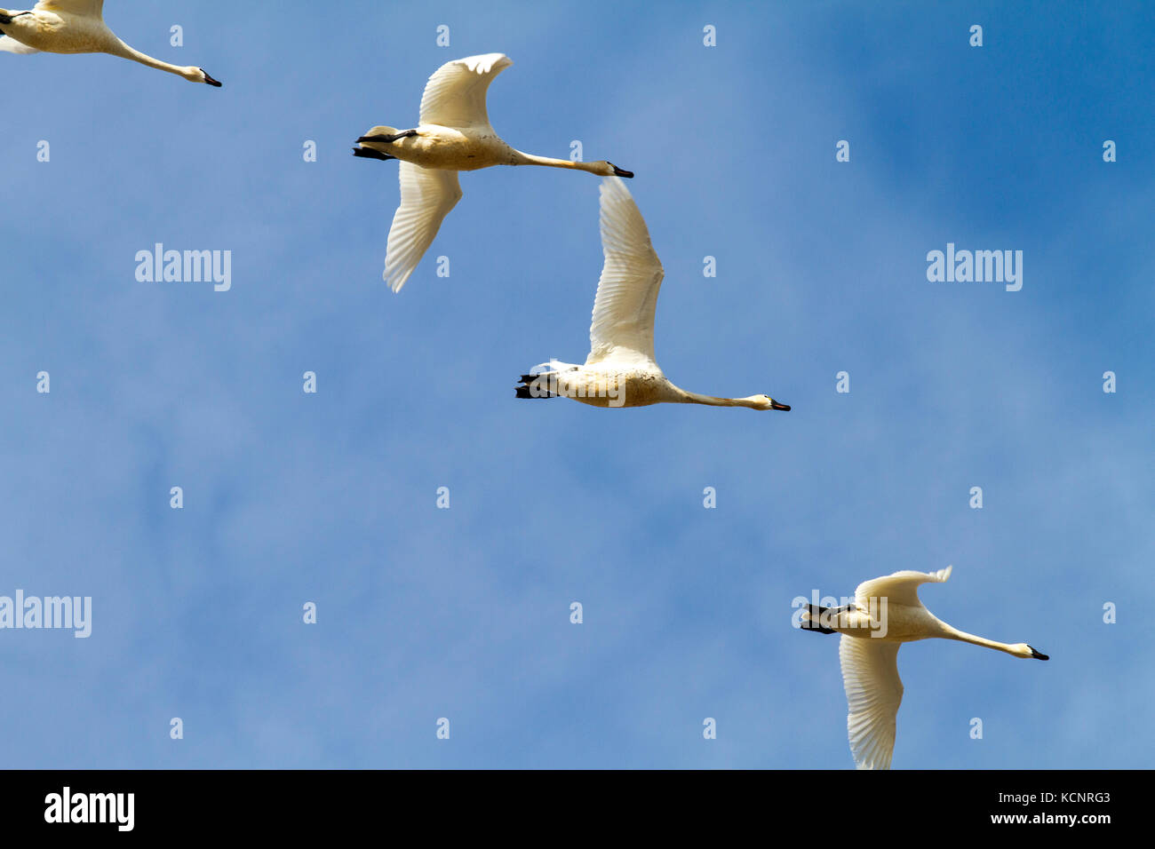 Tundra Swan (Cygnus columbianus) In flight across Alberta fields ...