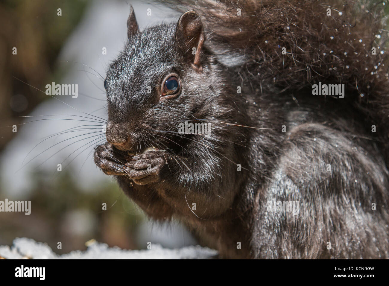 Black Squirrel (Sciurus carolinensis), Bushy tailed Black Squirrel ...