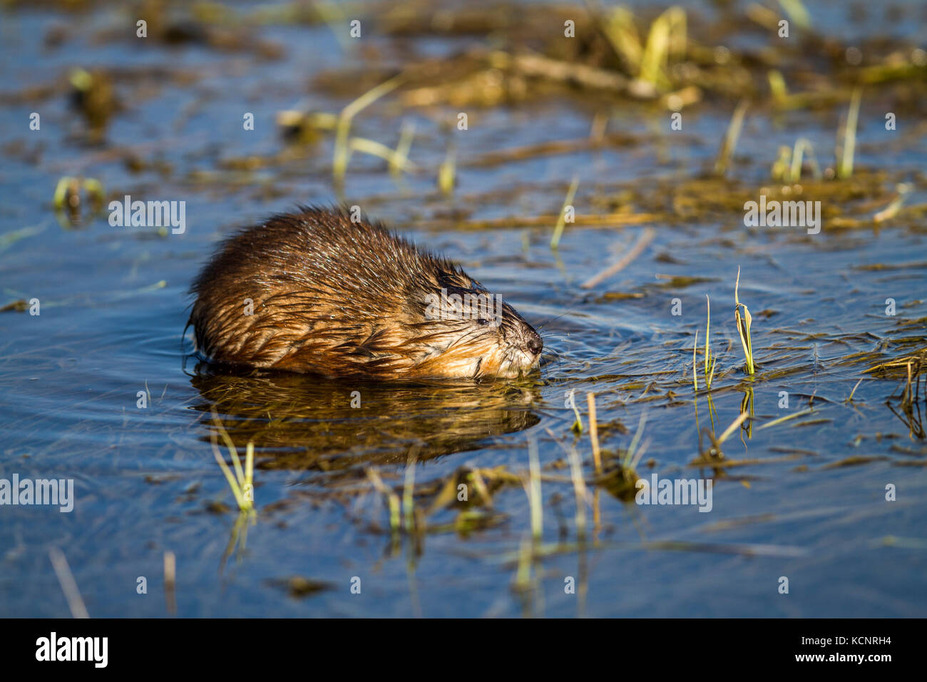 Tail of muskrat hi-res stock photography and images - Alamy