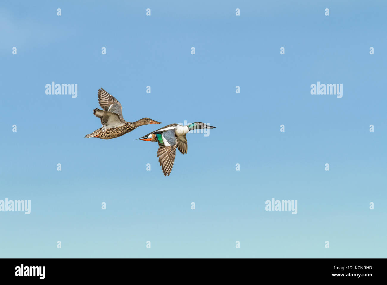 Female northern shoveler in flight hi-res stock photography and images - Alamy