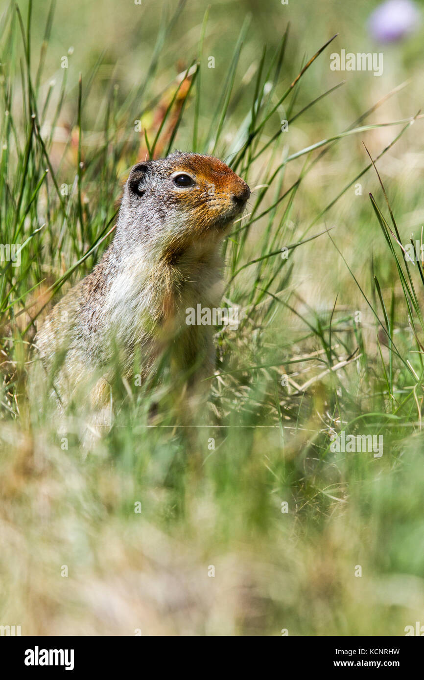 Columbian ground squirrel (Urocitellus columbianus) Standing at alert ...