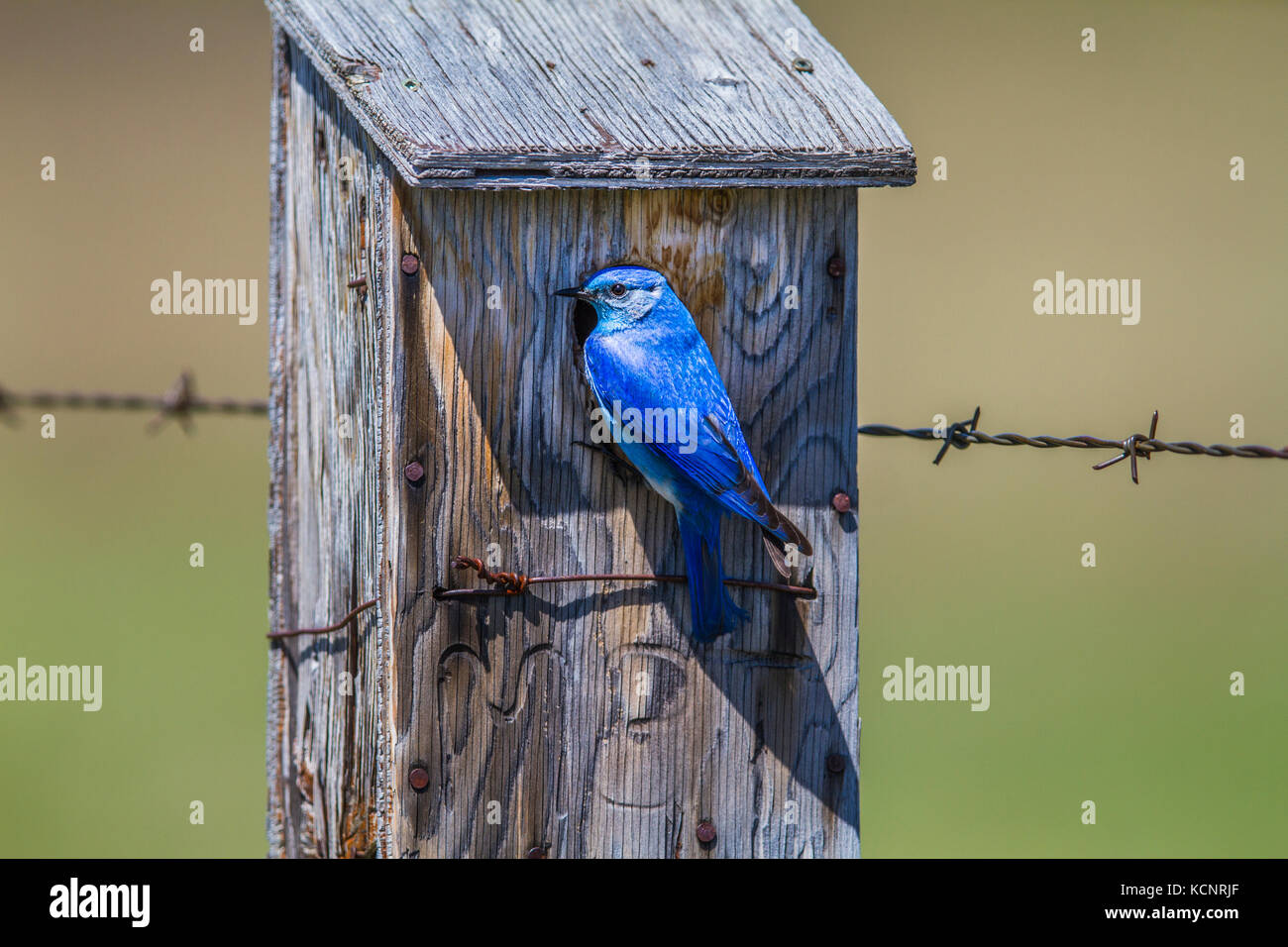 Mountain Bluebird (Sialia currucoides) Beautiful and pretty, the ...