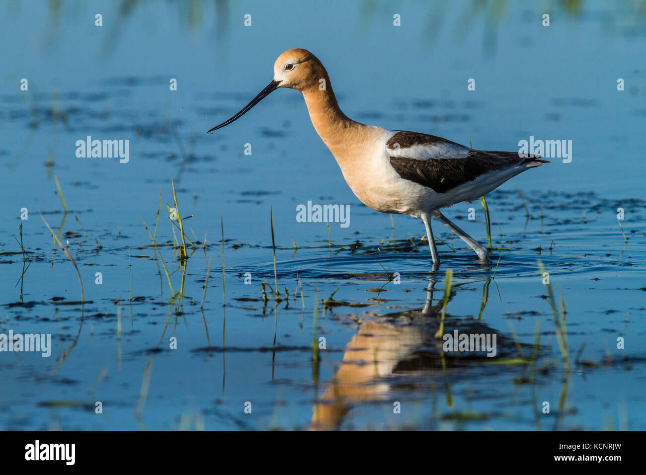 American Avocet (Recurvirostra americana) Standing, with reflection in ...