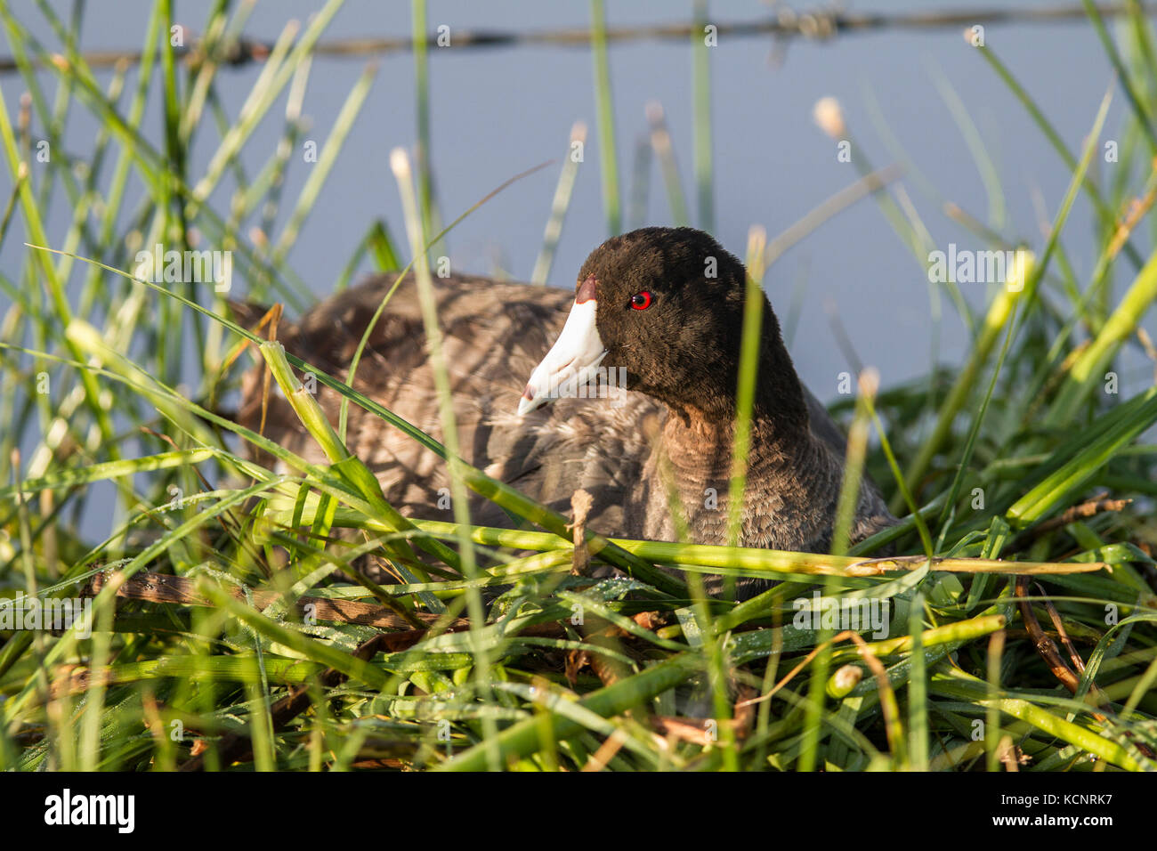 American Coot, Fulica americana, Sitting onnest, beside a prairie ...