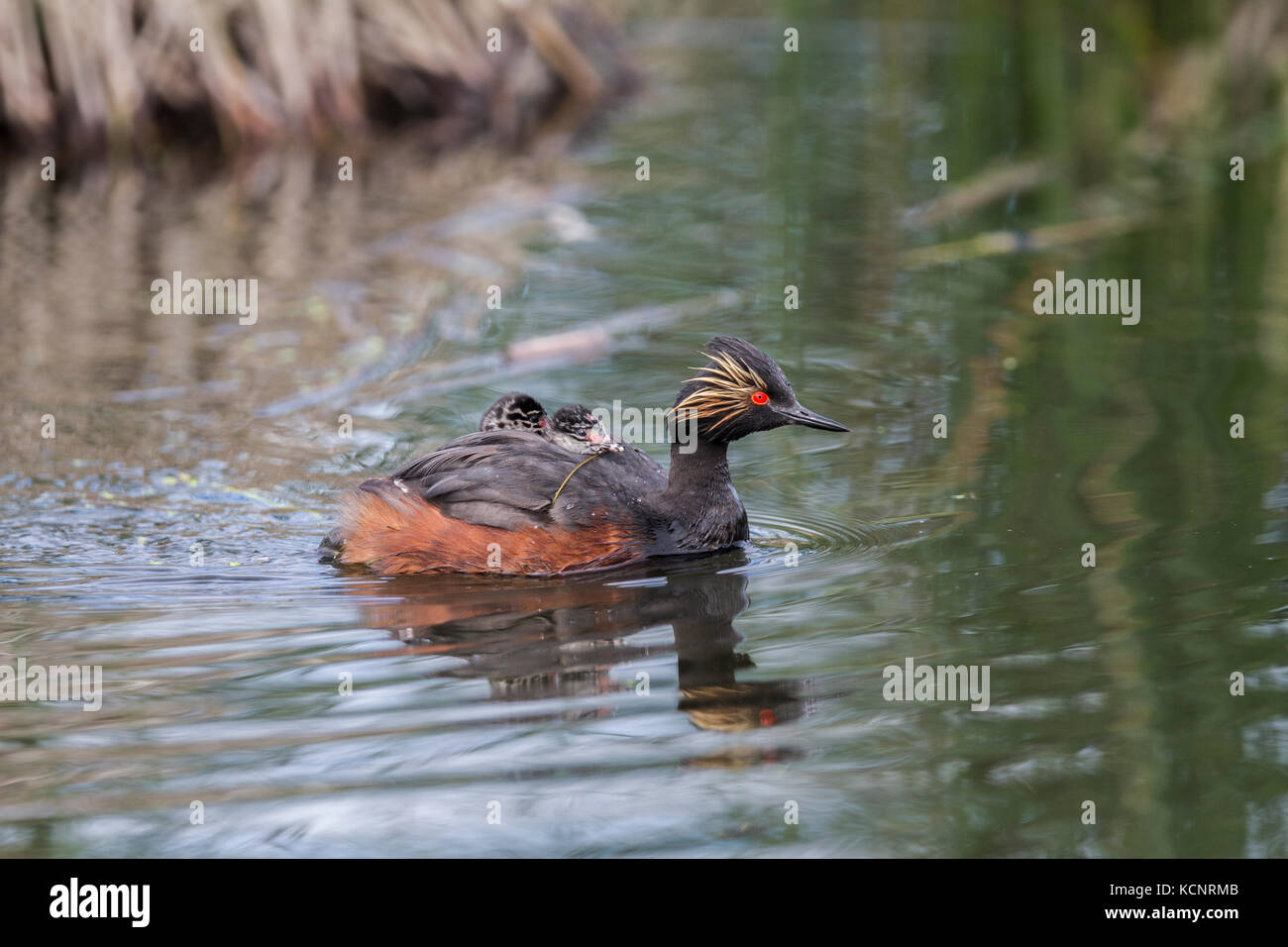 Eared Grebe, (Podiceps nigricollis) Beautiful colored grebe, with 2 ...