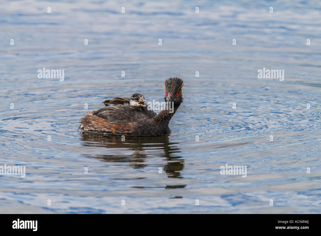 Eared Grebe, (Podiceps nigricollis) Beautiful colored grebe, with baby ...