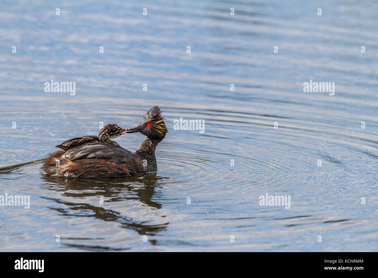 Eared Grebe, (Podiceps nigricollis) Mom feeding young duckling, as tt ...