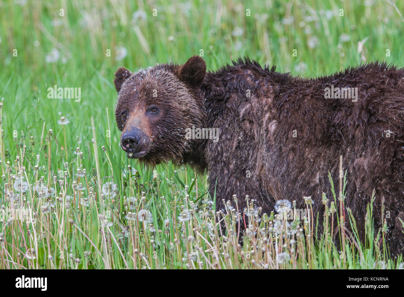 Grizzly Bear Male (Ursus arctos horribilis) Male grizzly bear, feeding in a moutain meadow, on ...