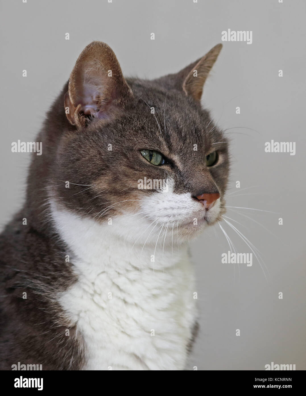 Domestic cat breeds hi-res stock photography and images - Alamy