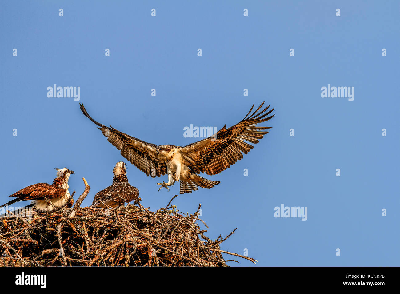 Peched on nest hi-res stock photography and images - Alamy