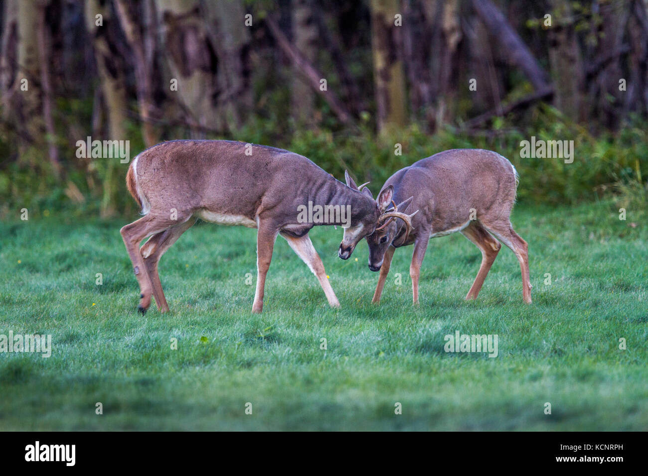 White Tail Deer (Odocoileus virginianus). Two young bucks, playfully ...