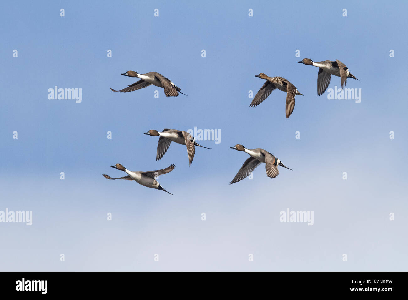 Northern Pintail (Anas acuta) Picturesque duck, in flight. Inverlake ...