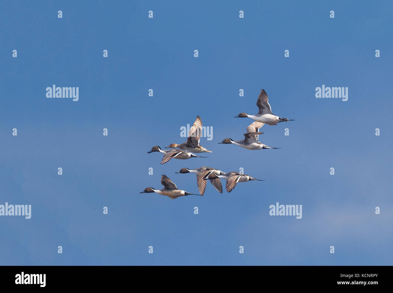 Northern Pintail (Anas acuta) Picturesque duck, in flight. Inverlake ...