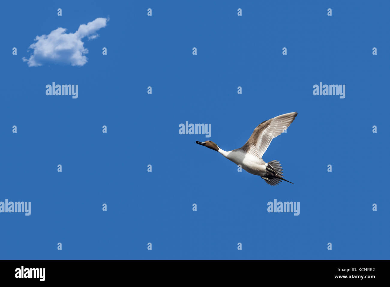 Northern Pintail (Anas acuta) Picturesque duck, in flight. Inverlake ...