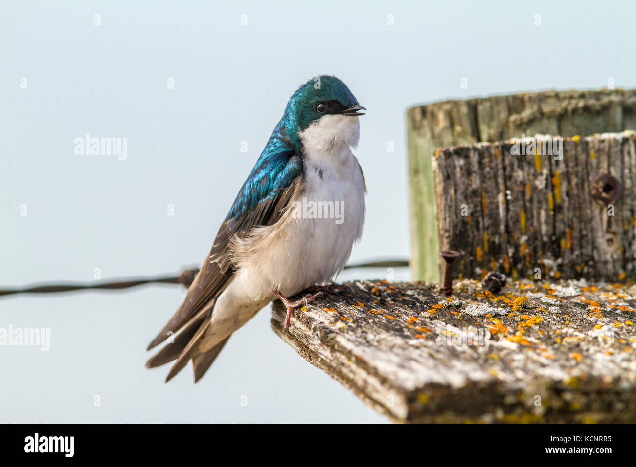 Tree Swallow (Tachycineta bicolor) Sitting on nesting box. Frank Lake ...