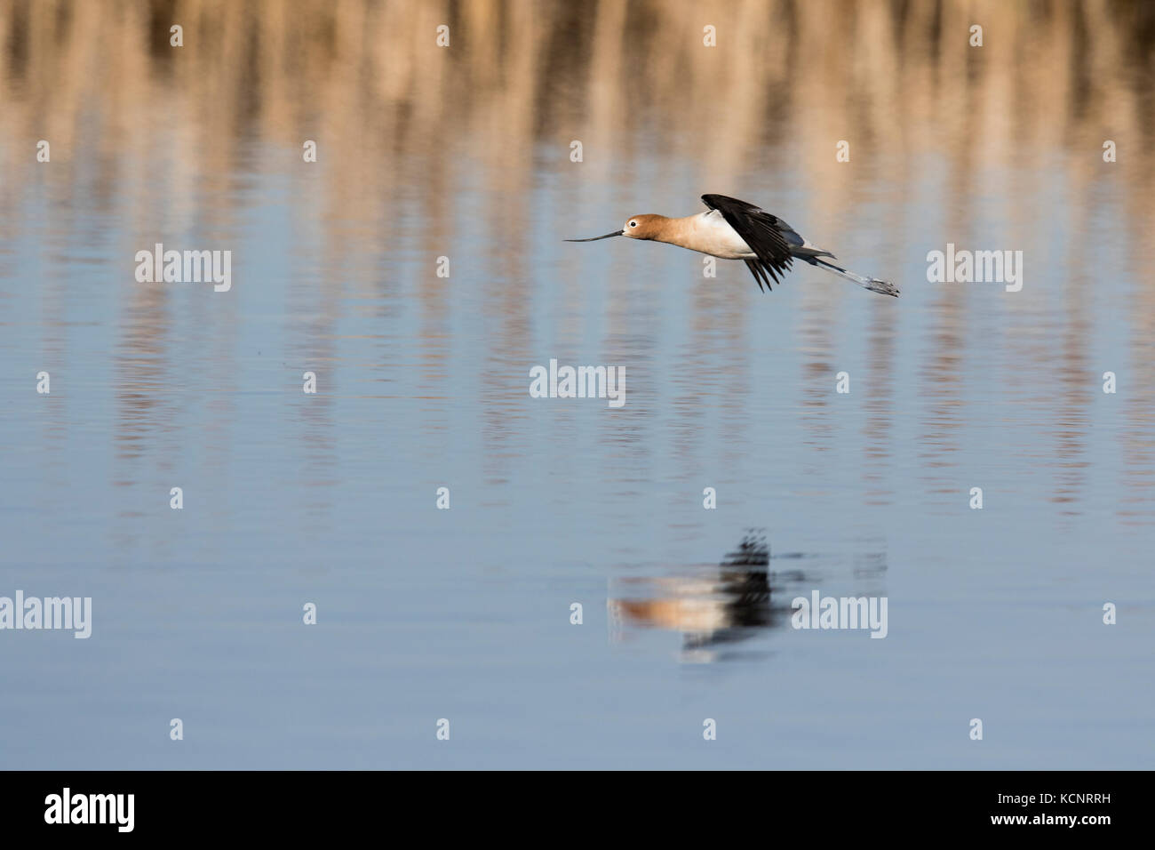 American Avocet (Recurvirostra americana) In flight, with reflection in ...
