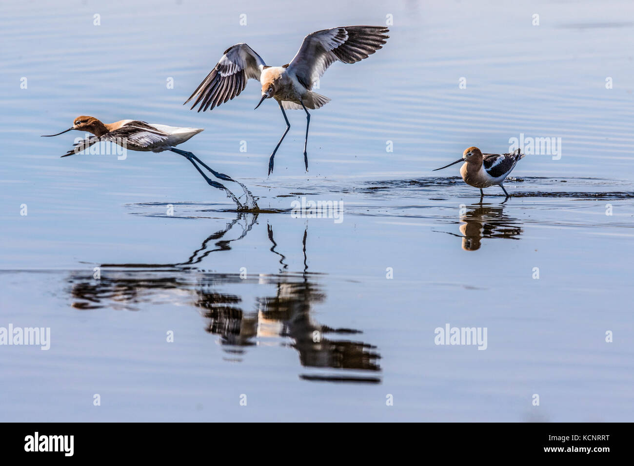 Birds territorial behavior hi-res stock photography and images - Alamy