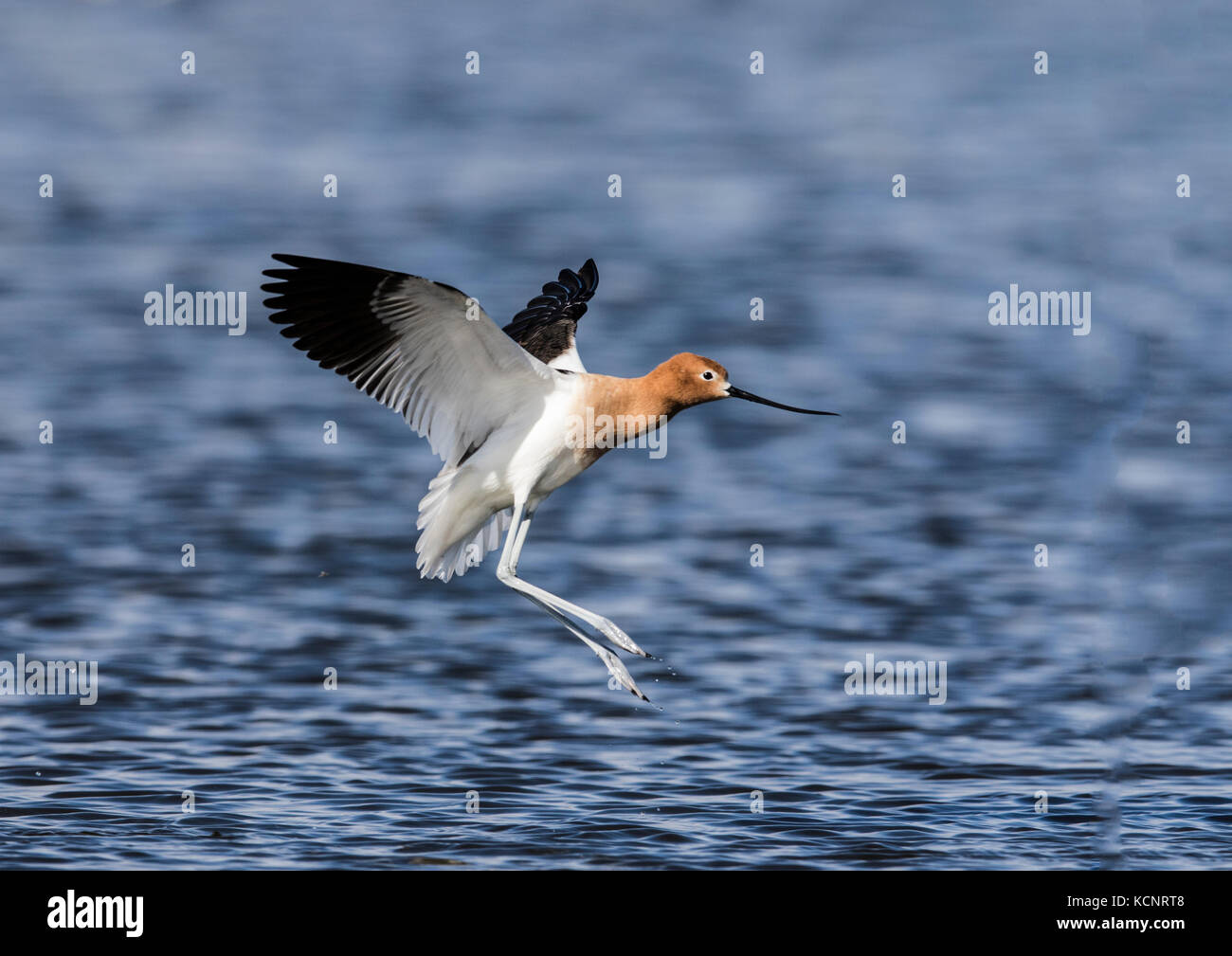 American Avocet (Recurvirostra americana) In flight, with reflection in ...