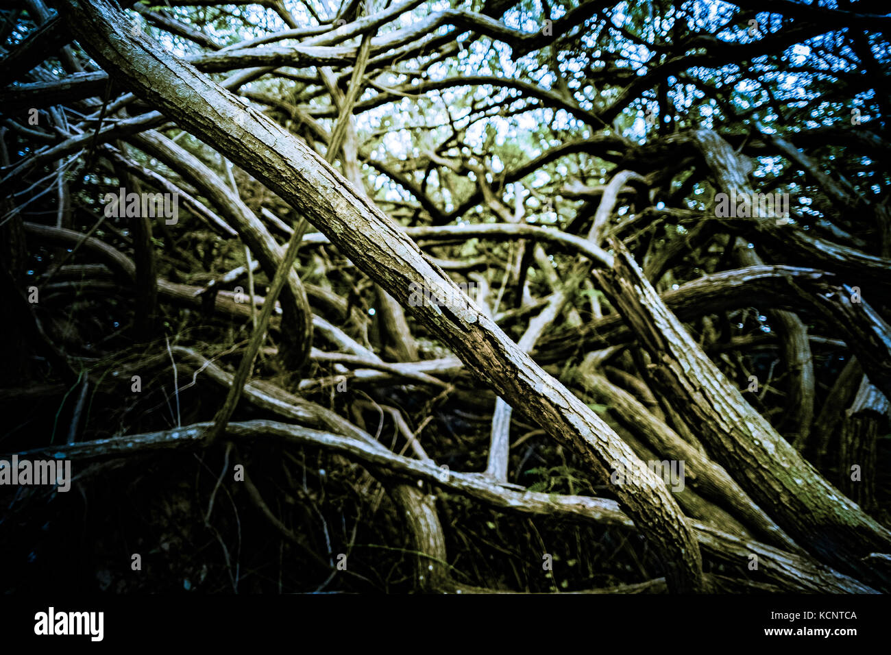 roots and branches of trees in deep forest Stock Photo - Alamy