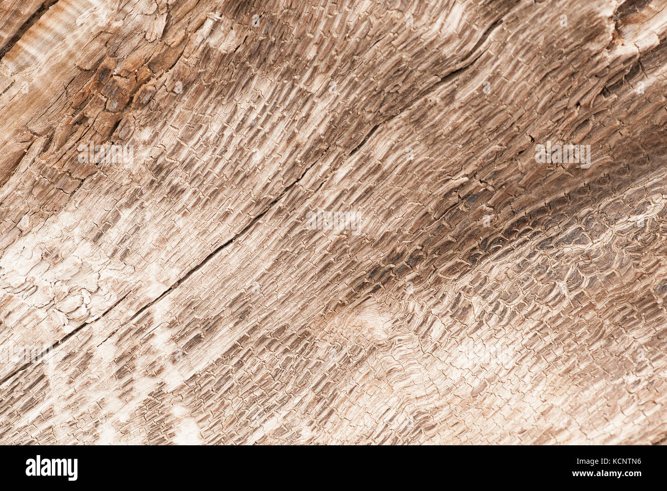 Texture of a tree, background Stock Photo - Alamy