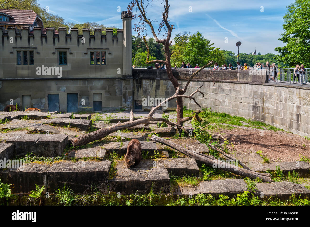 Bern, Switzerland - May 26, 2016: Bear in the bear pit in Bern in a ...
