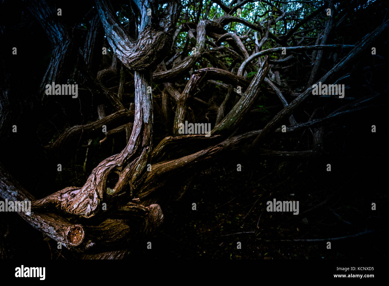 roots and branches of trees in deep forest Stock Photo - Alamy