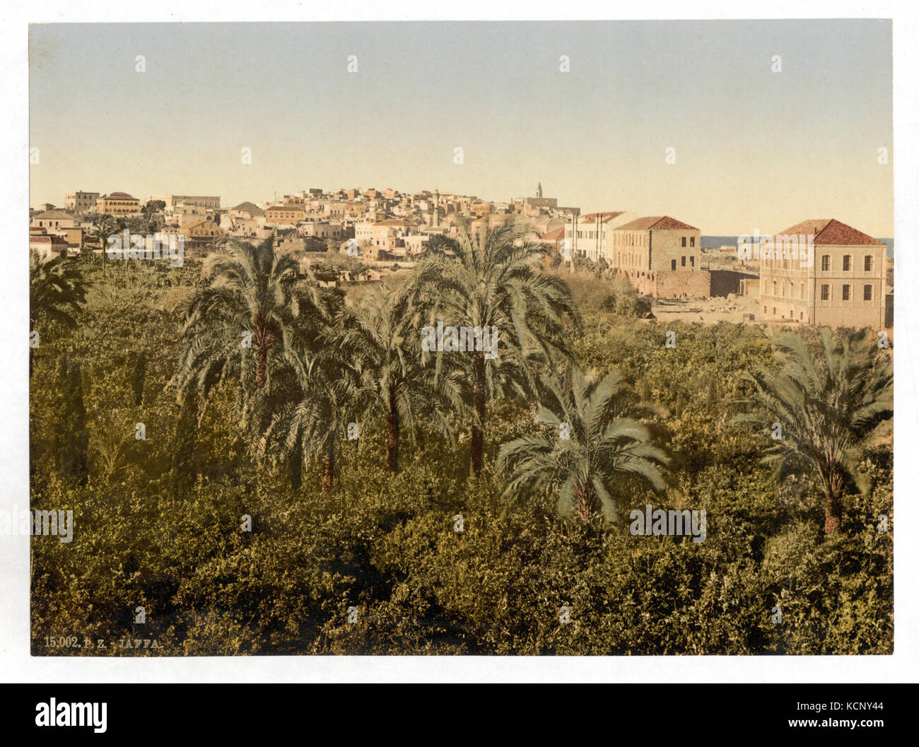 From the garden, Jaffa, Holy Land, (i.e. Israel) LCCN2002724991 Stock ...