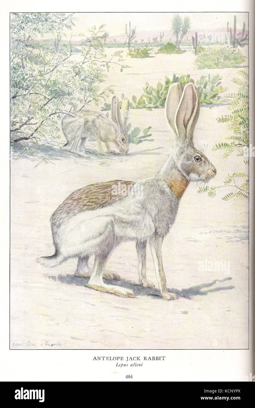Antelope jackrabbit hi-res stock photography and images - Alamy