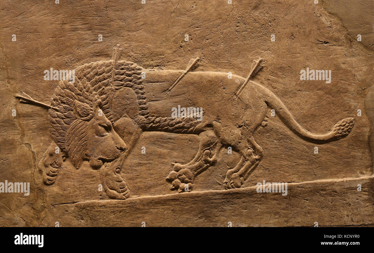 Hunting Mesopotamia lion. Relief. Neo-Assyrians. 645-635 BC. Palace ...