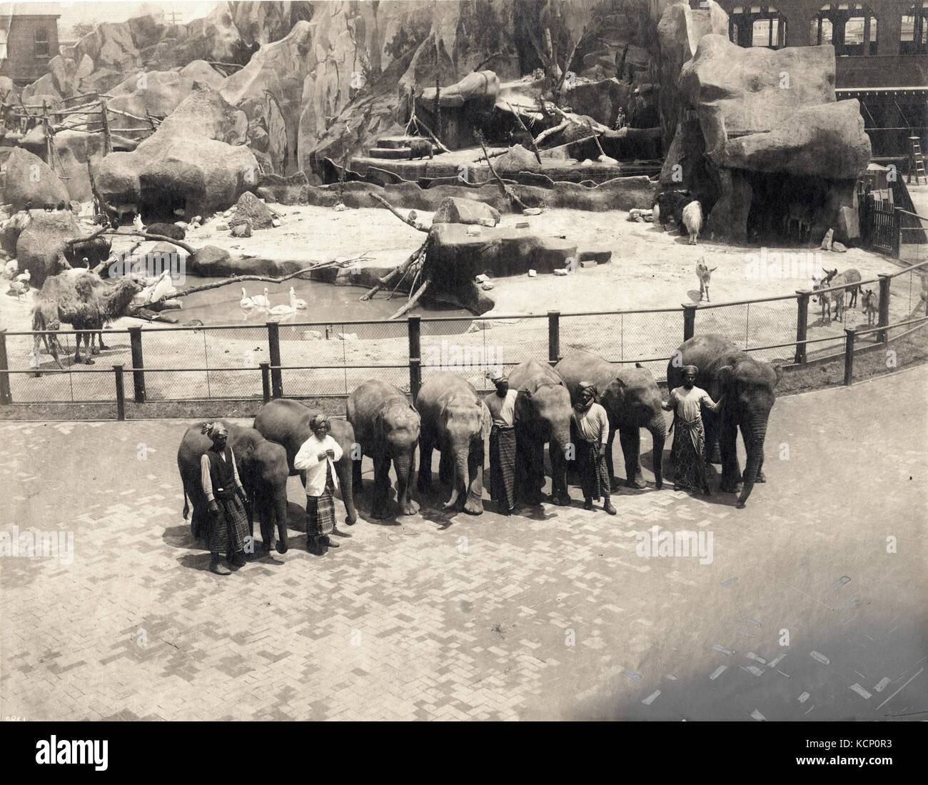 Elephants and their handlers from Hagenbeck's Circus gathered outside ...