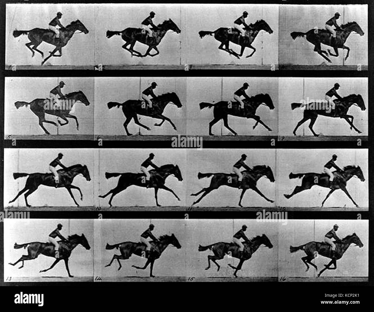 A series of photographs by Eadweard Muybridge, showcasing horses in ...