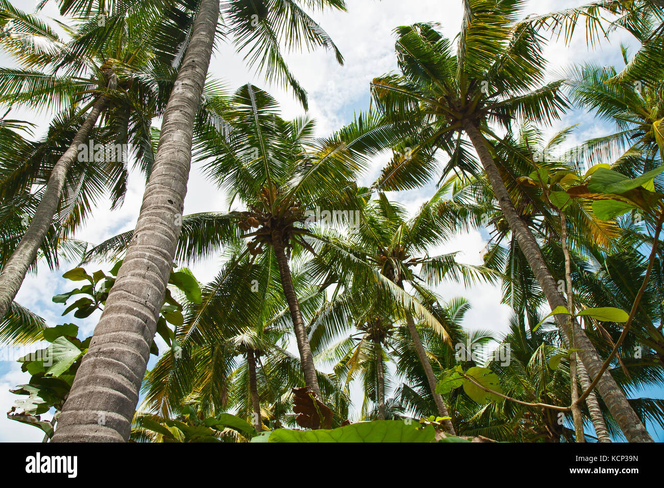 Coco Nut Tree High Resolution Stock Photography and Images - Alamy
