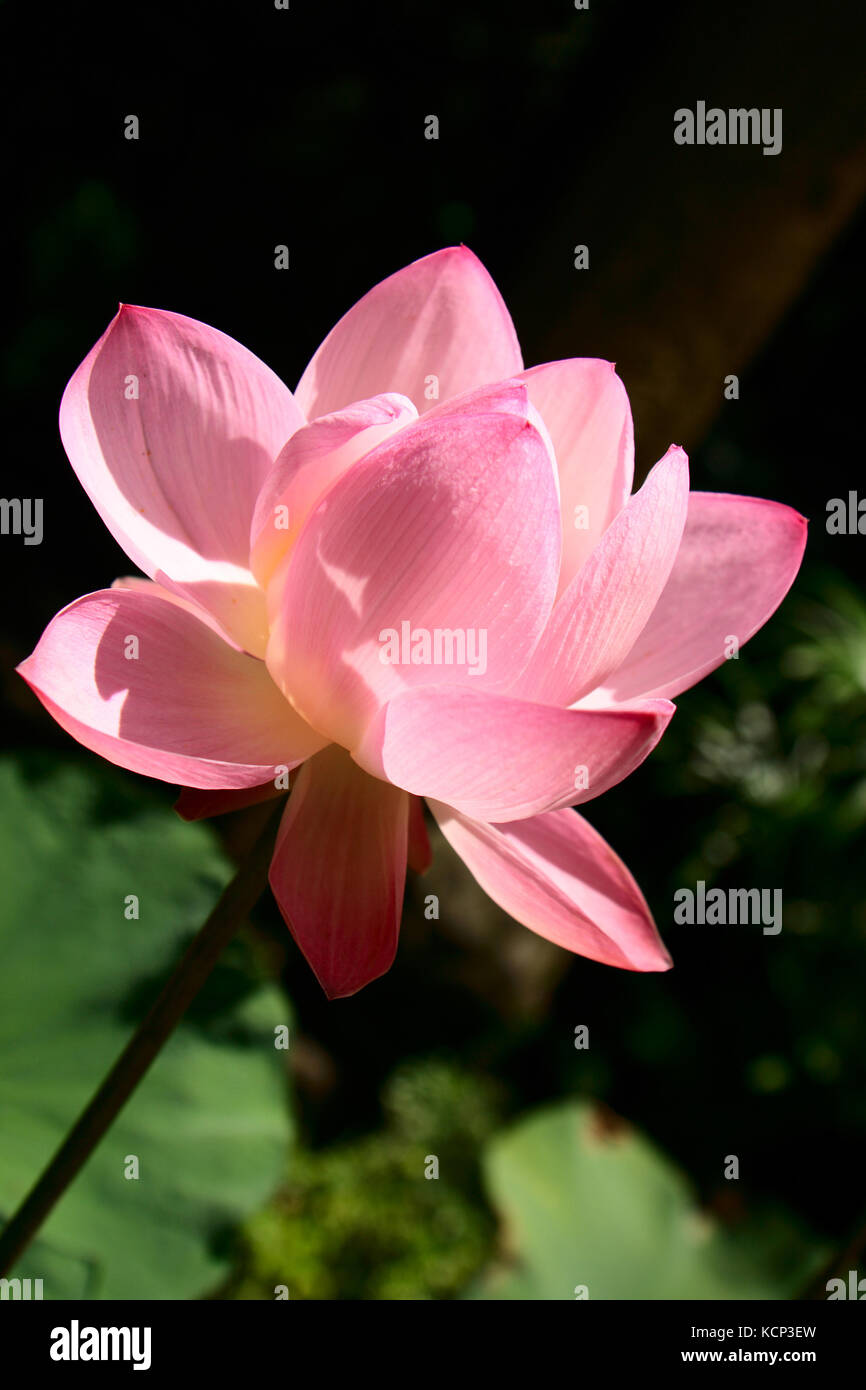 Flower of a lotus close-up Stock Photo - Alamy