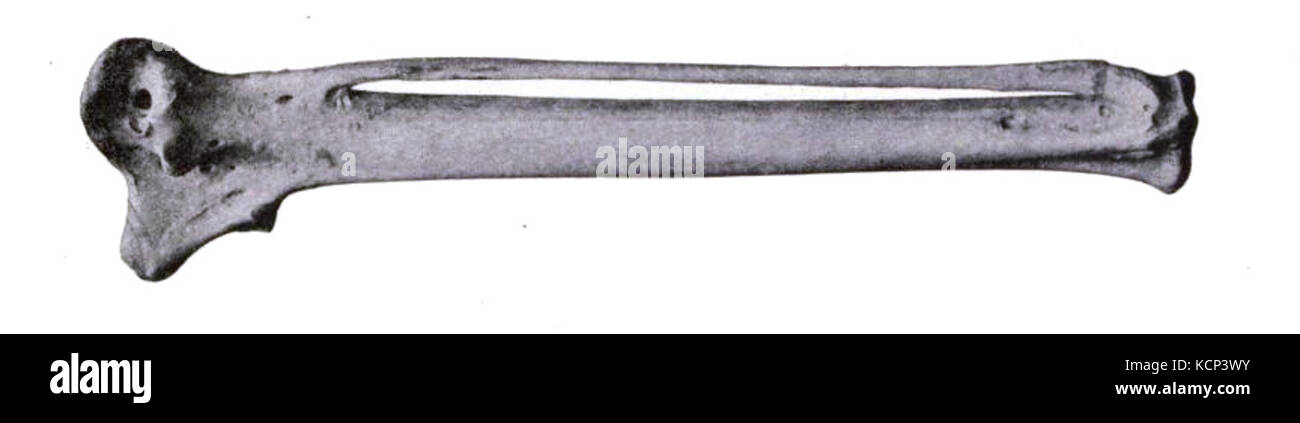 Carpometacarpus hi-res stock photography and images - Alamy