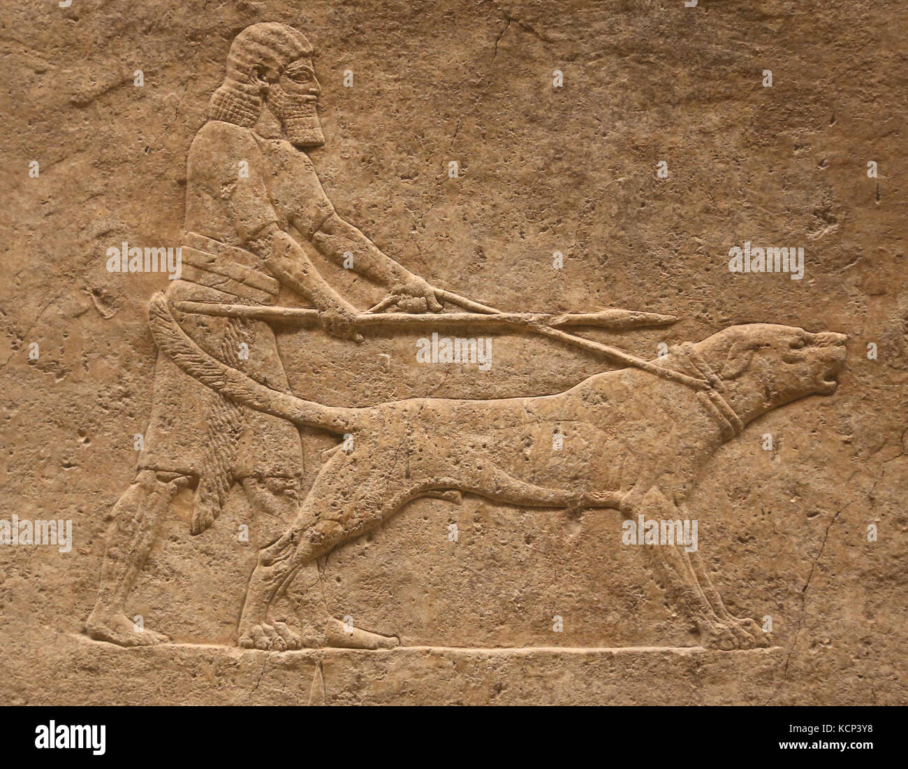 Lion hunting dog hi-res stock photography and images - Alamy