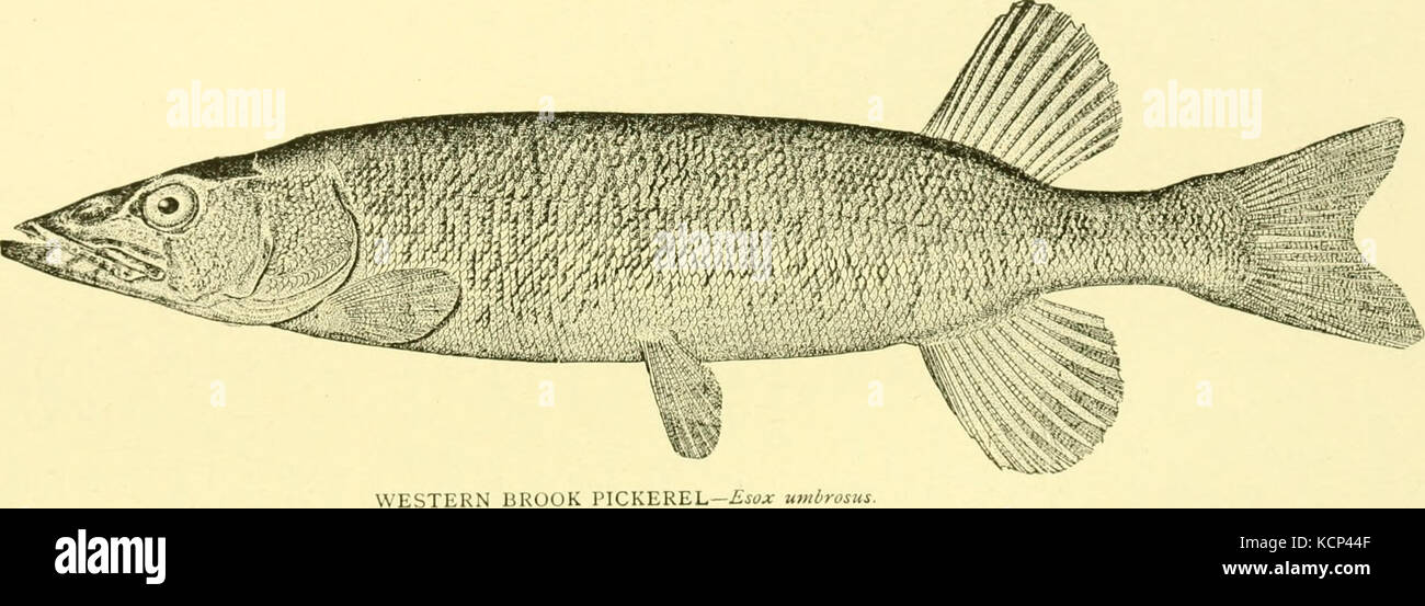 American game fishes; their habits, habitat, and peculiarities; how ...