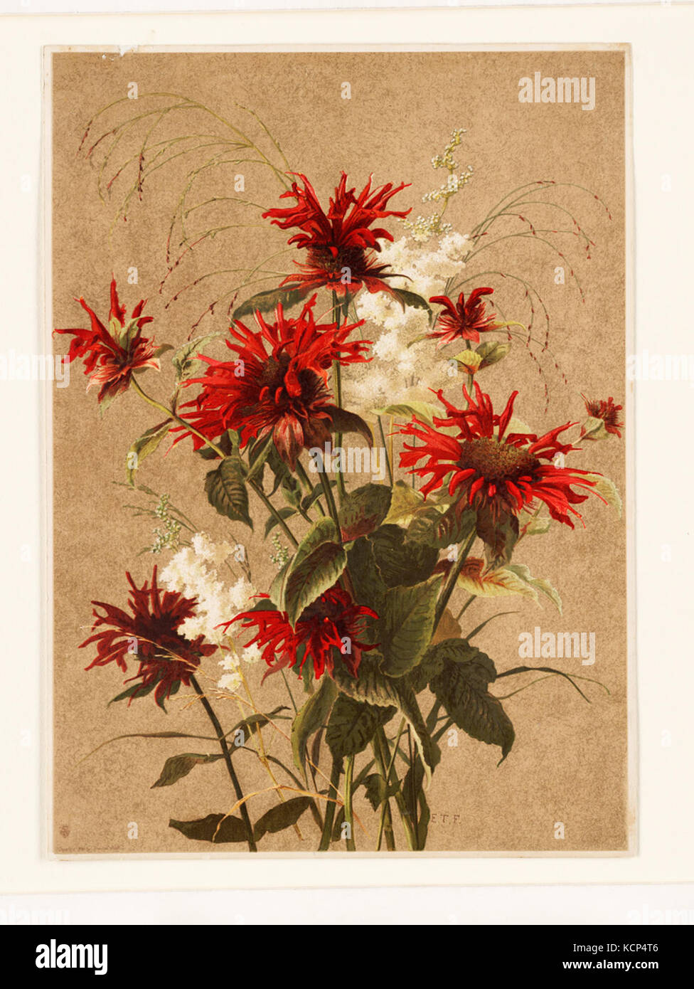 Balm and Spiraea (Boston Public Library Stock Photo - Alamy