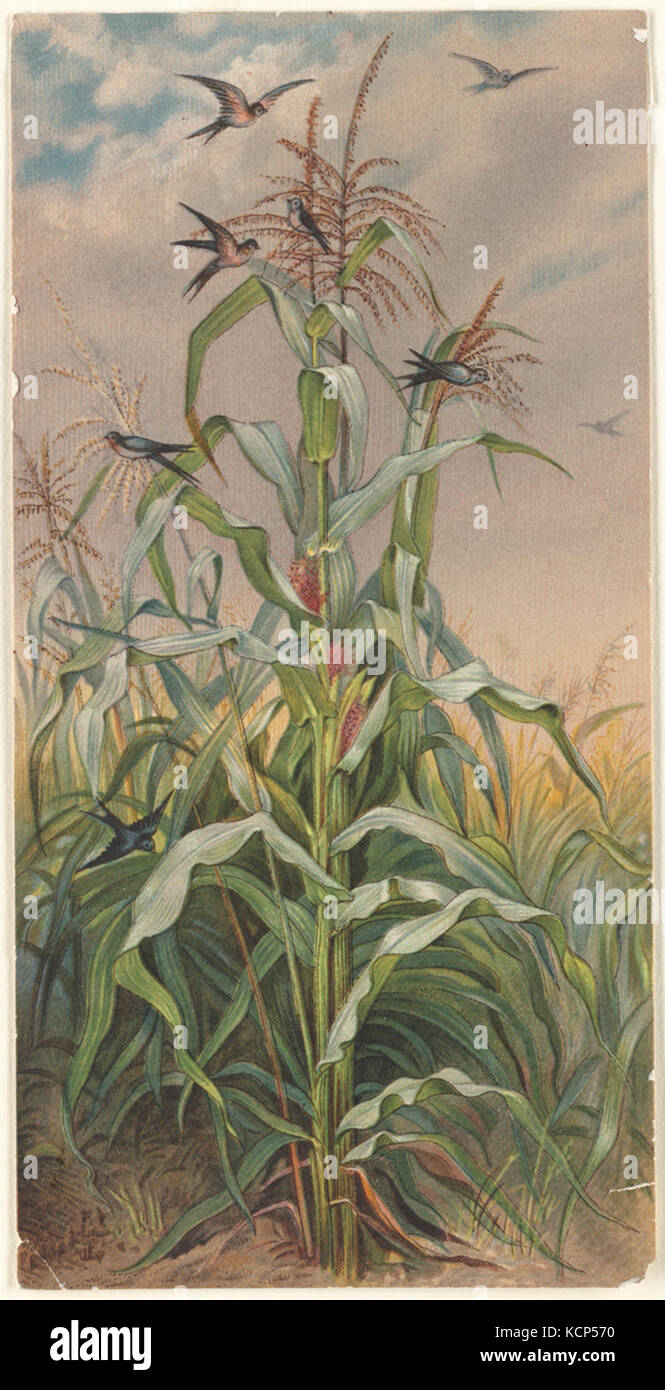 American indian corn hi-res stock photography and images - Alamy